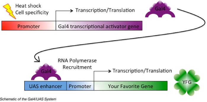 Quick Guide To Working With Drosophila Part 2 Controlling Gene Expression In Flies With Gal4uas